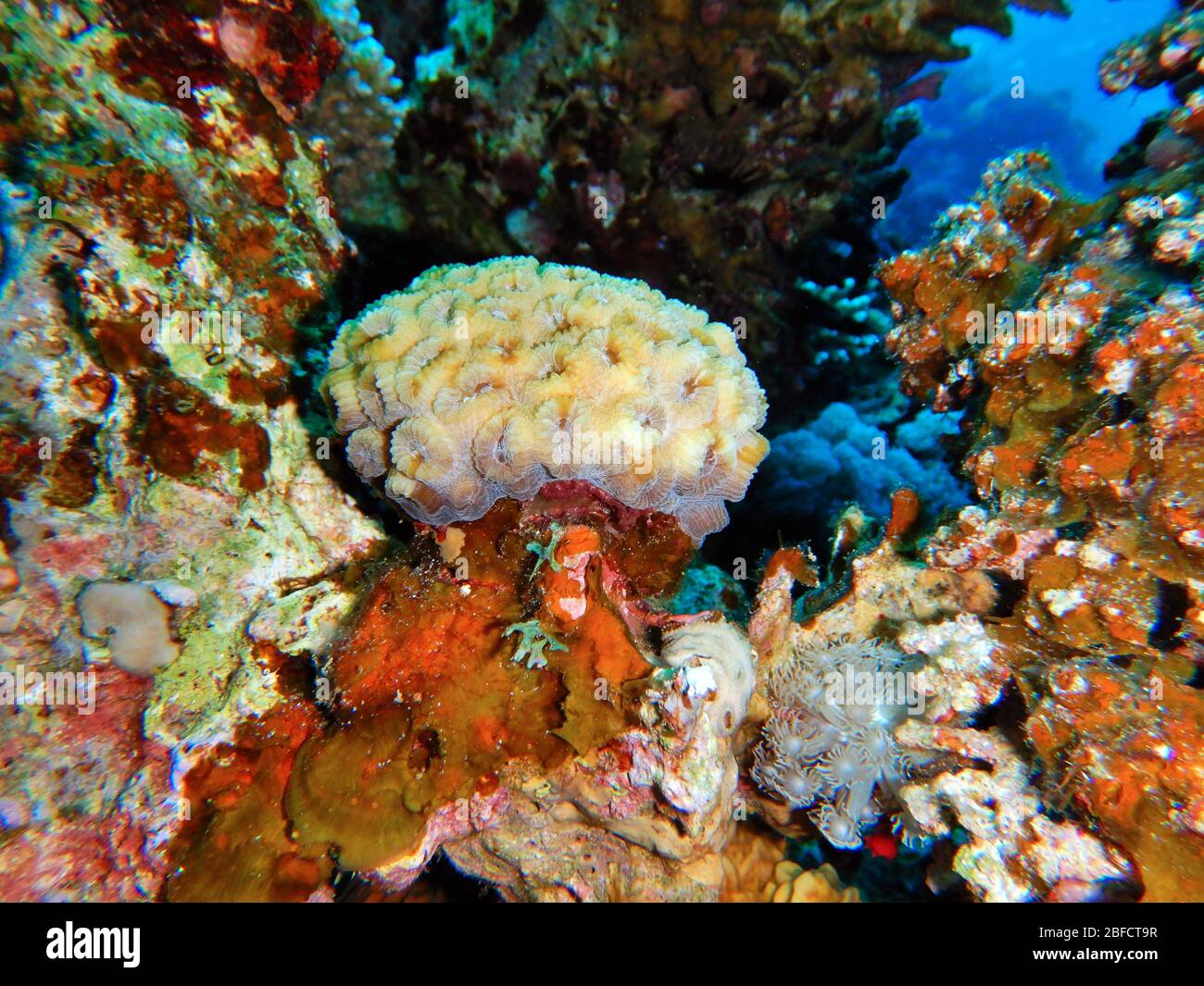 Coral Reef Ecosystem Stock Photo - Alamy