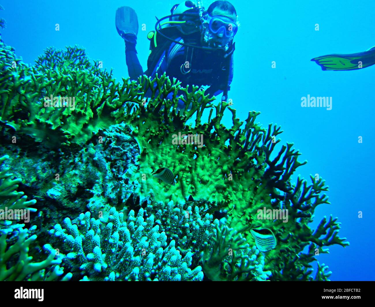 Coral Reef Ecosystem Stock Photo - Alamy
