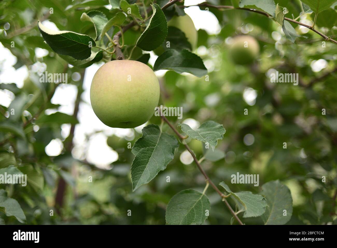 Japanese apple tree fruits hi-res stock photography and images - Alamy