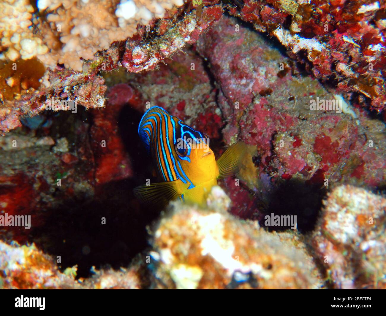 Coral reef fishes in ras mohammed national park hi-res stock ...