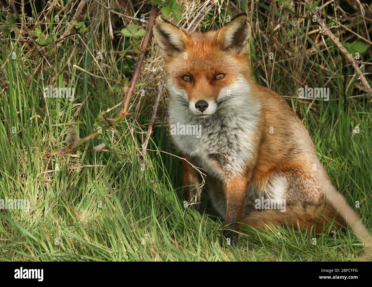 A magnificent wild vixen Red Fox, Vulpes vulpes, sitting in a field in ...