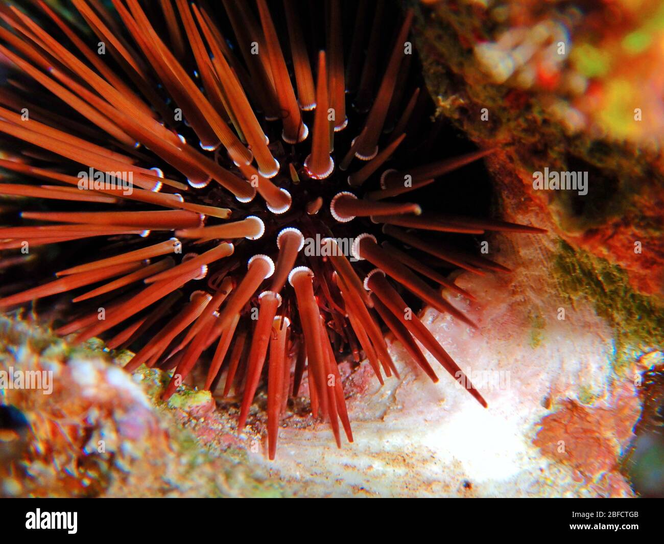 Marine creature spines hi-res stock photography and images - Alamy