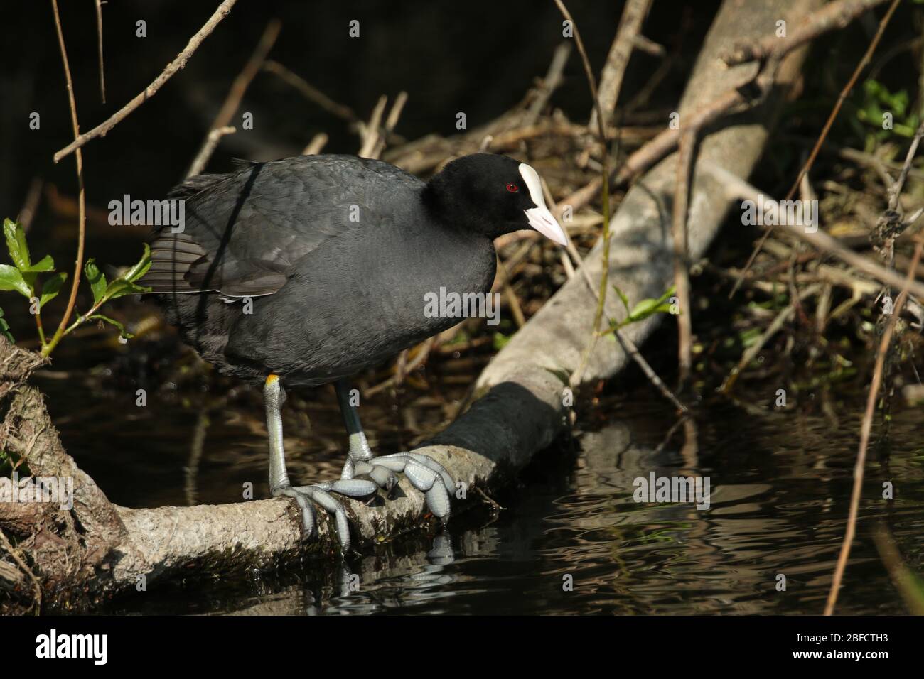 A Coot, Fulica atra, standing on a branch of a tree growing over a ...
