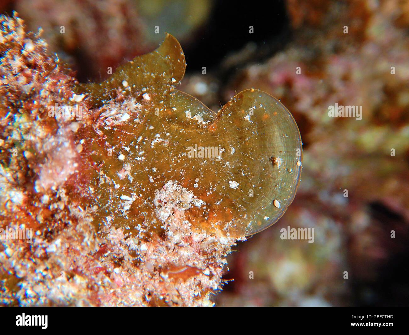 Lobophora variegata hi-res stock photography and images - Alamy