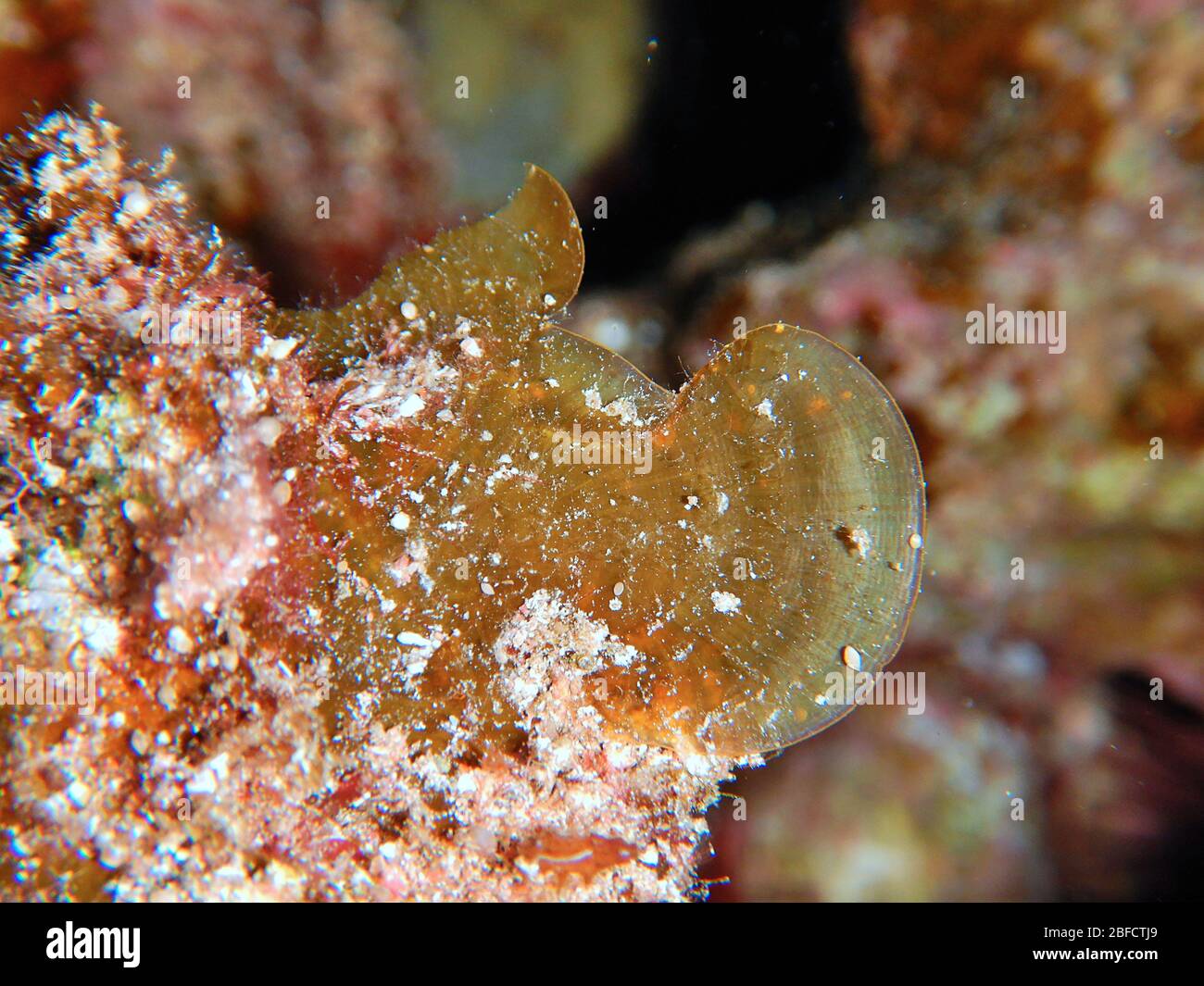 Lobophora variegata hi-res stock photography and images - Alamy