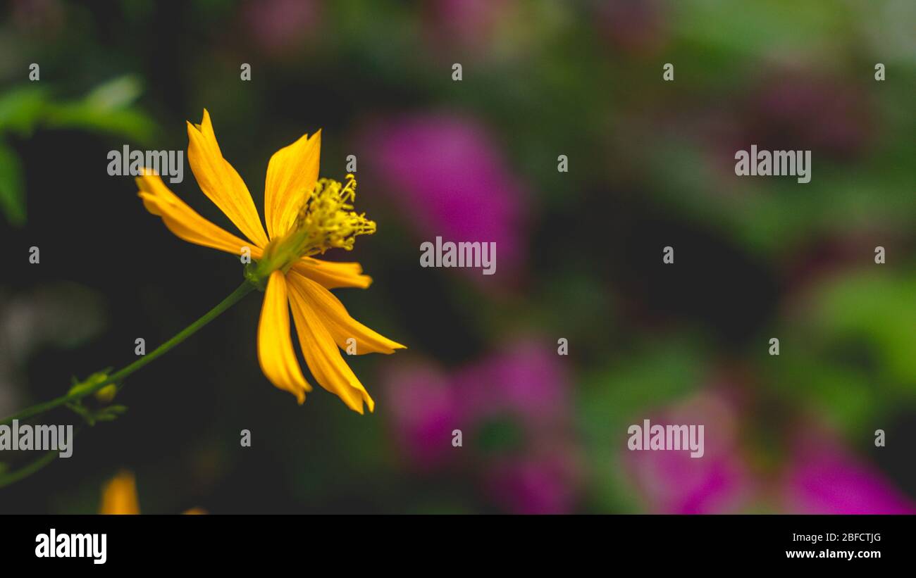 petals on the colorful forest and flower scene in Vietnam Stock Photo ...