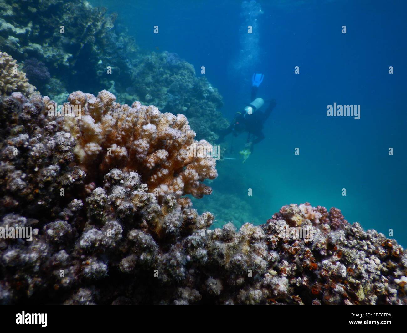 Coral Reef Ecosystem Stock Photo - Alamy