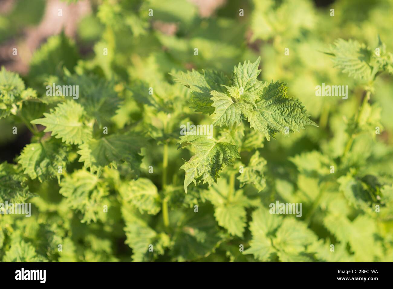 Green Shiso also called Japanese Perilla in Japan Stock Photo - Alamy