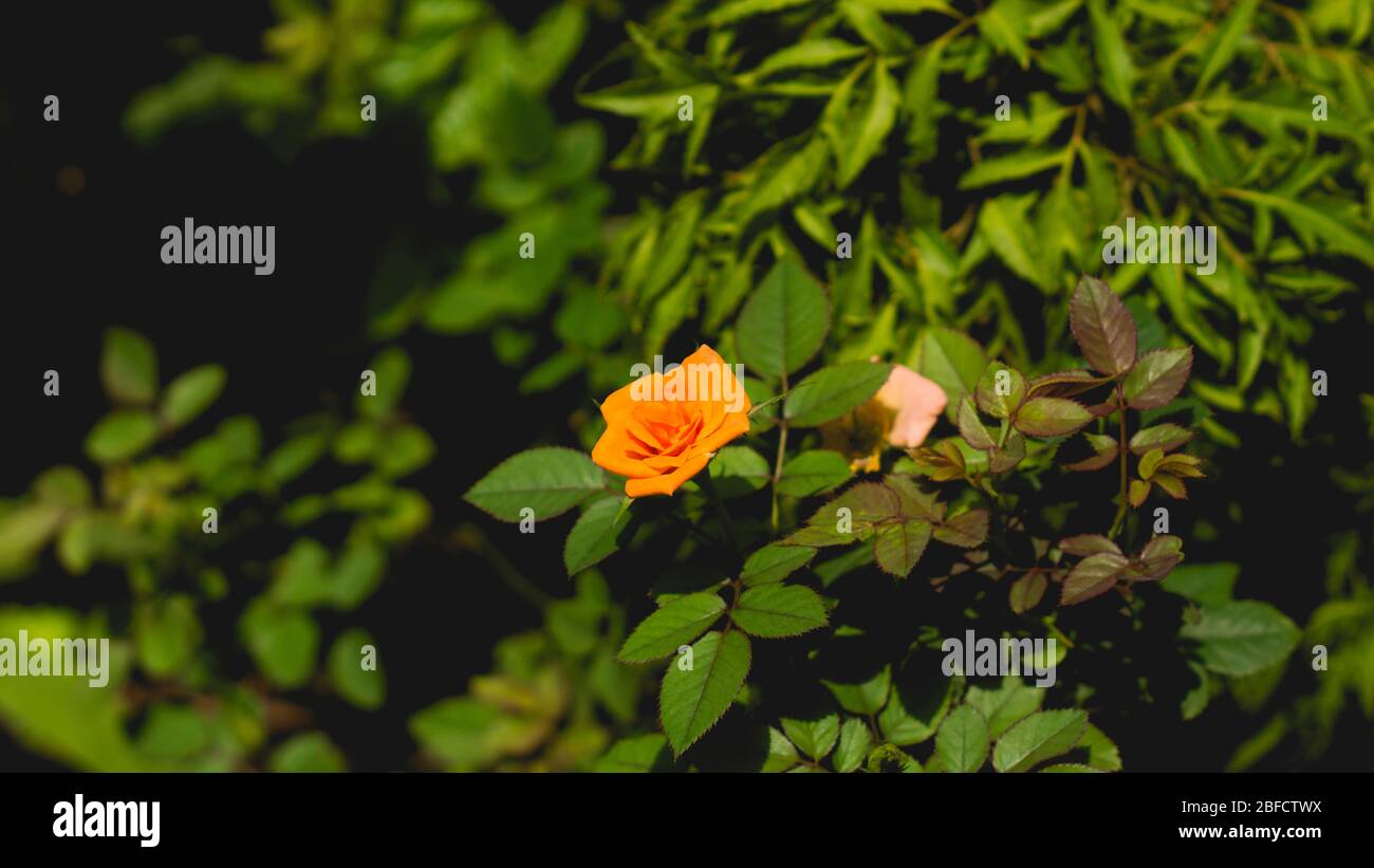 petals on the colorful forest and flower scene in Vietnam Stock Photo ...