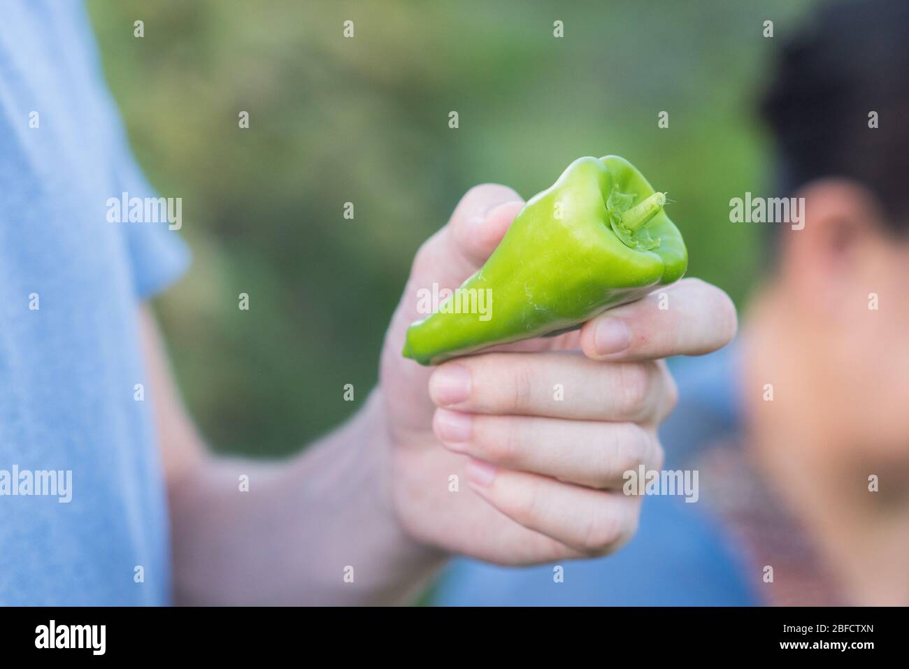 Harvest healthy japanese small green bell peppers called piman in ...