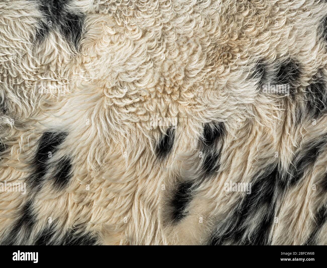 Cowhide hi-res stock photography and images - Alamy