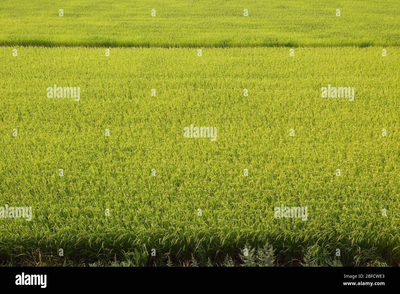 Japanese rice field hi-res stock photography and images - Alamy
