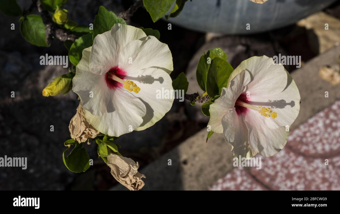 petals on the colorful forest and flower scene in Vietnam Stock Photo ...