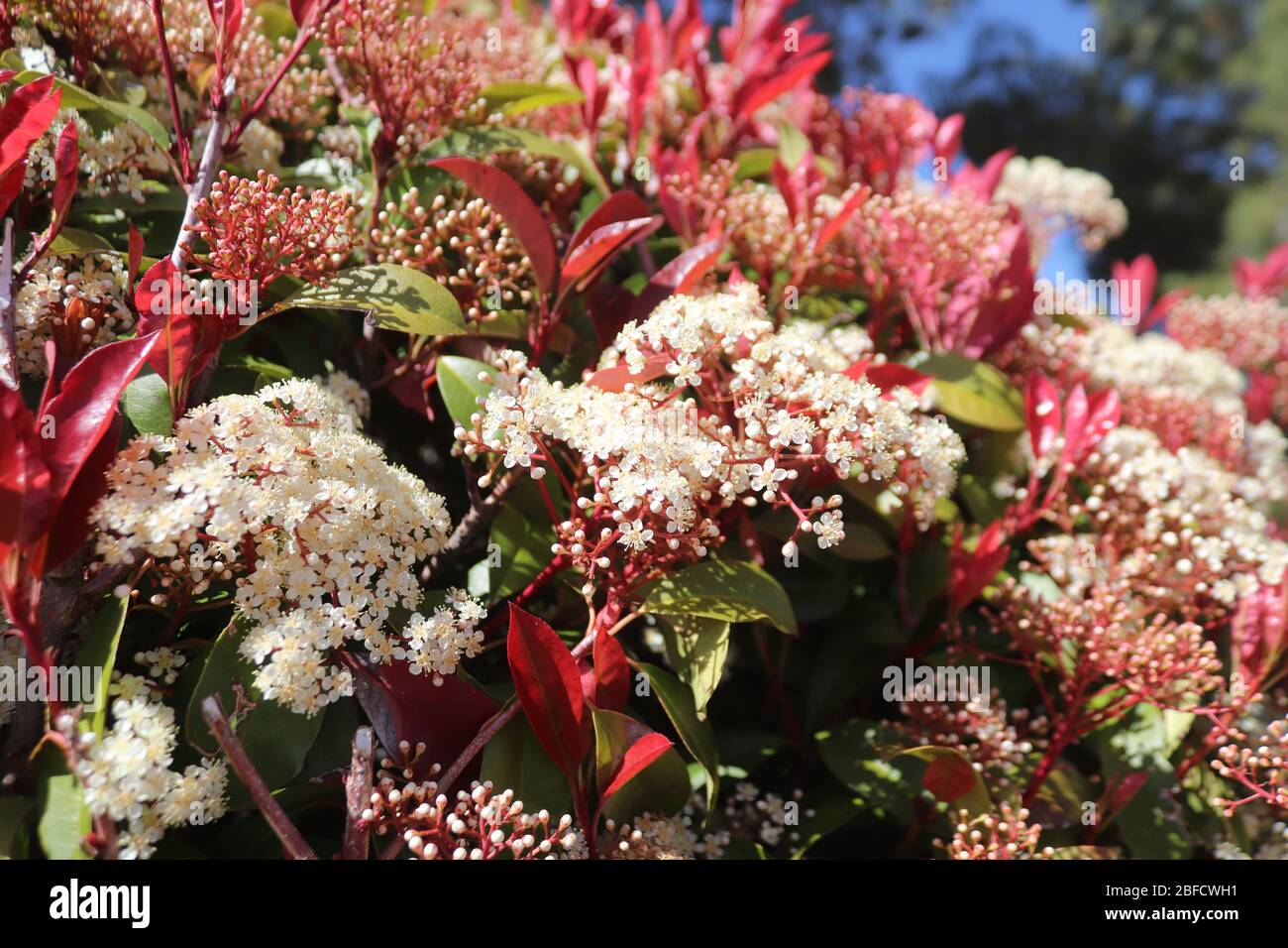 Red Tip Photinia in Bloom 4 Stock Photo - Alamy