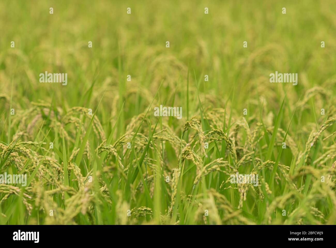 Japan alps paddy field hi-res stock photography and images - Alamy