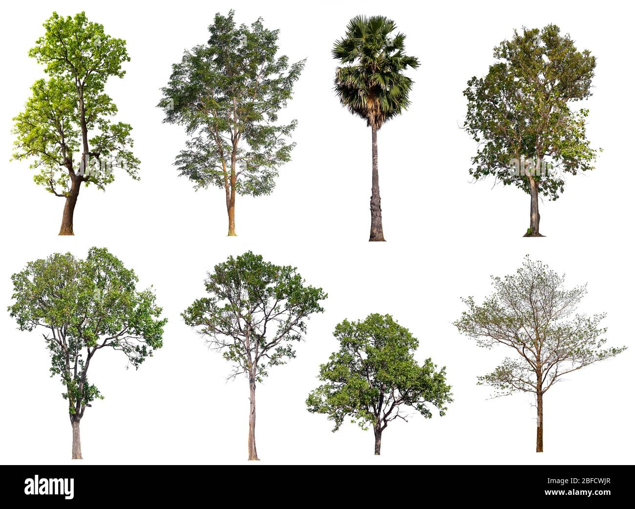 isolated collection tree on white background Stock Photo - Alamy