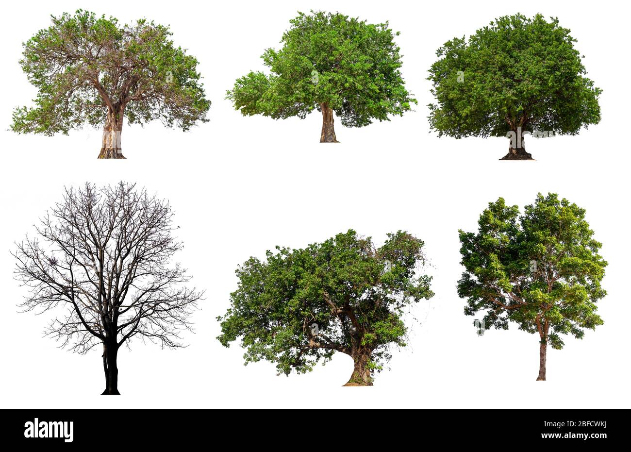 isolated collection tree on white background Stock Photo - Alamy