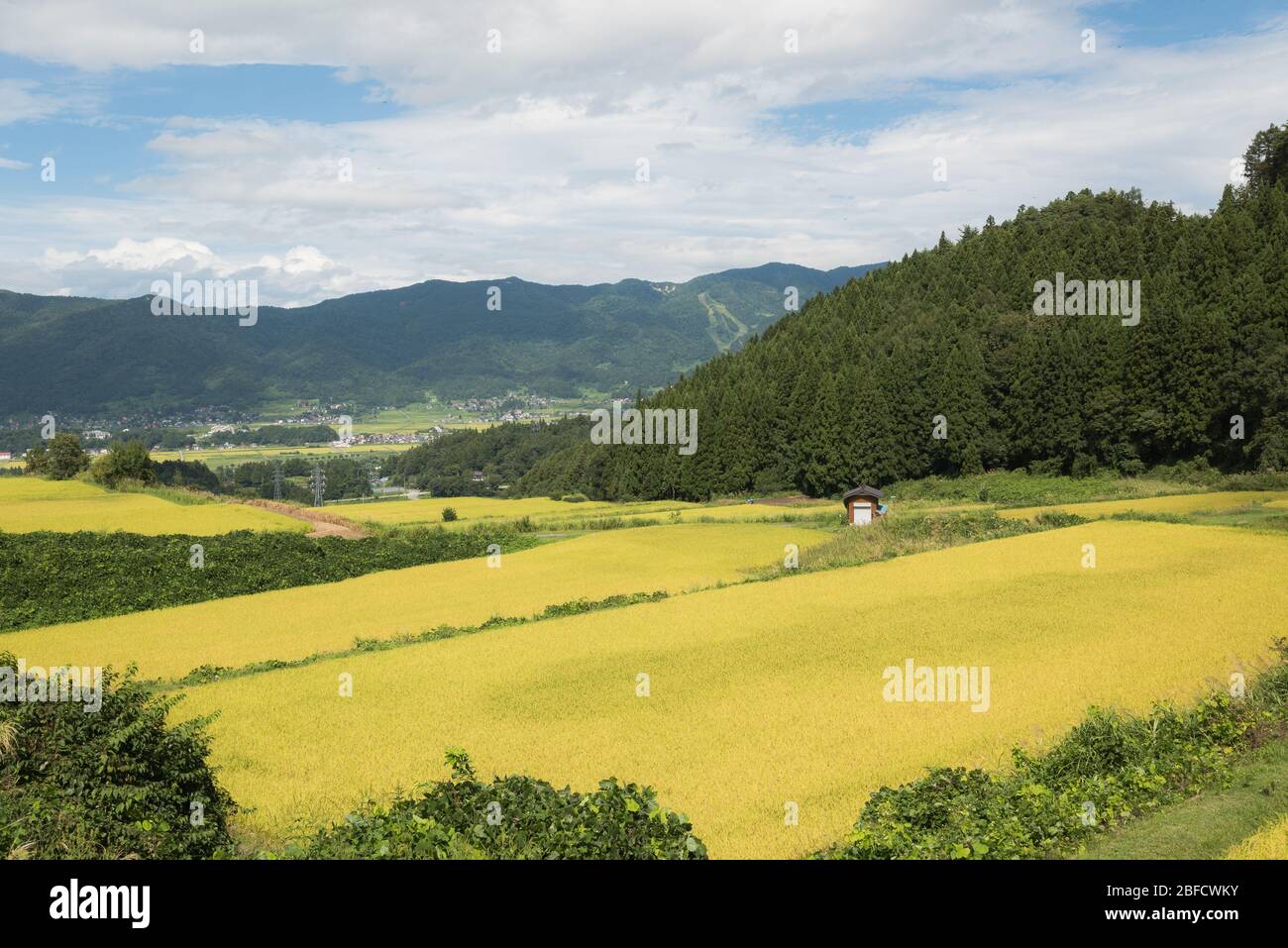 Japanese rice paddy field hi-res stock photography and images - Alamy
