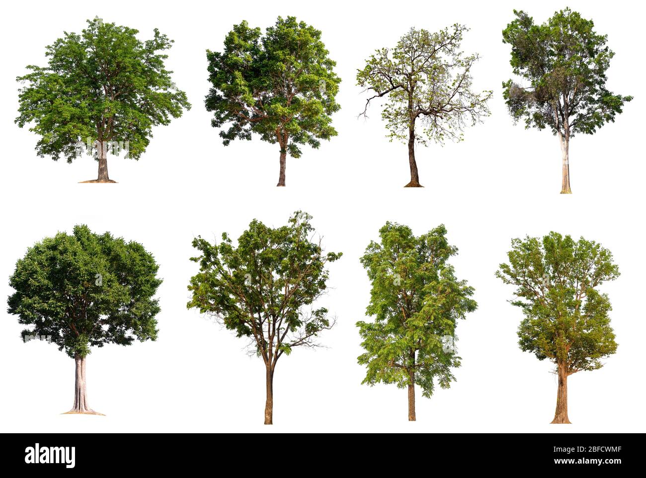 isolated collection tree on white background Stock Photo - Alamy