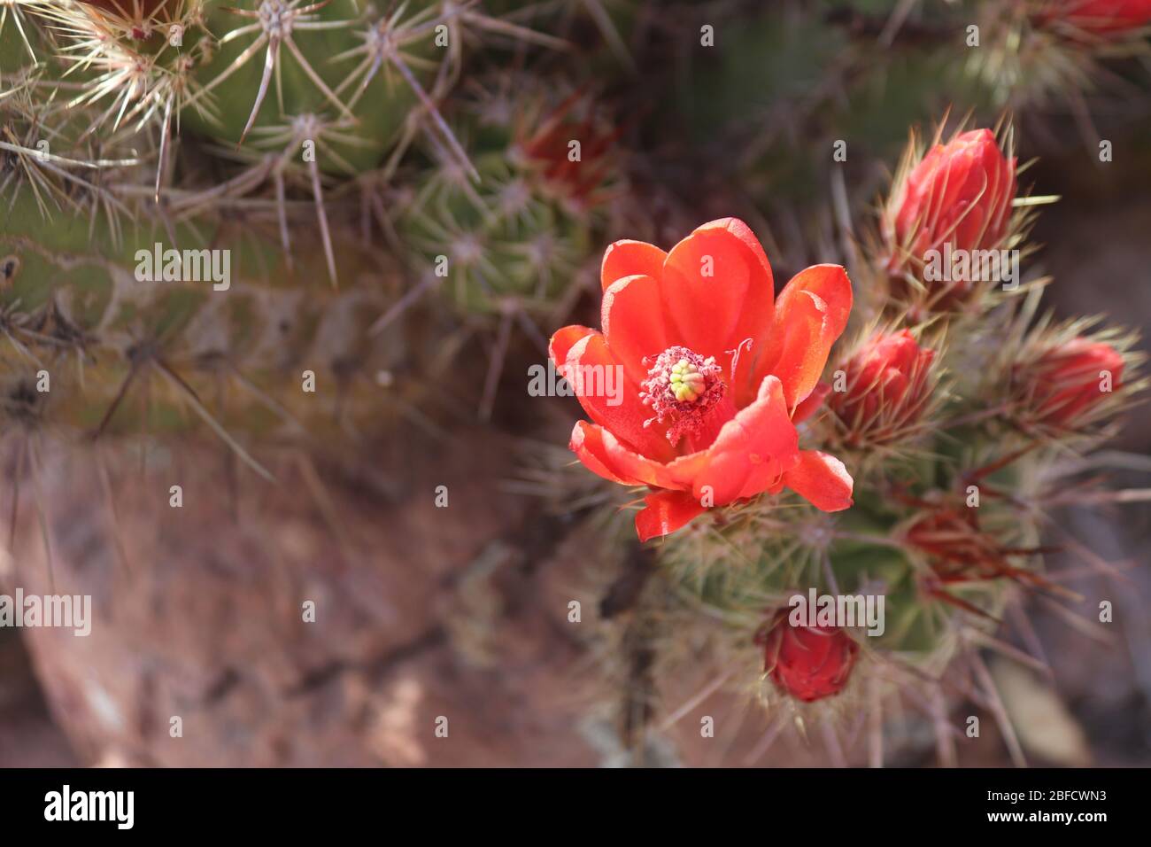 Scarlet Hedgehog Cactus Stock Photo - Alamy