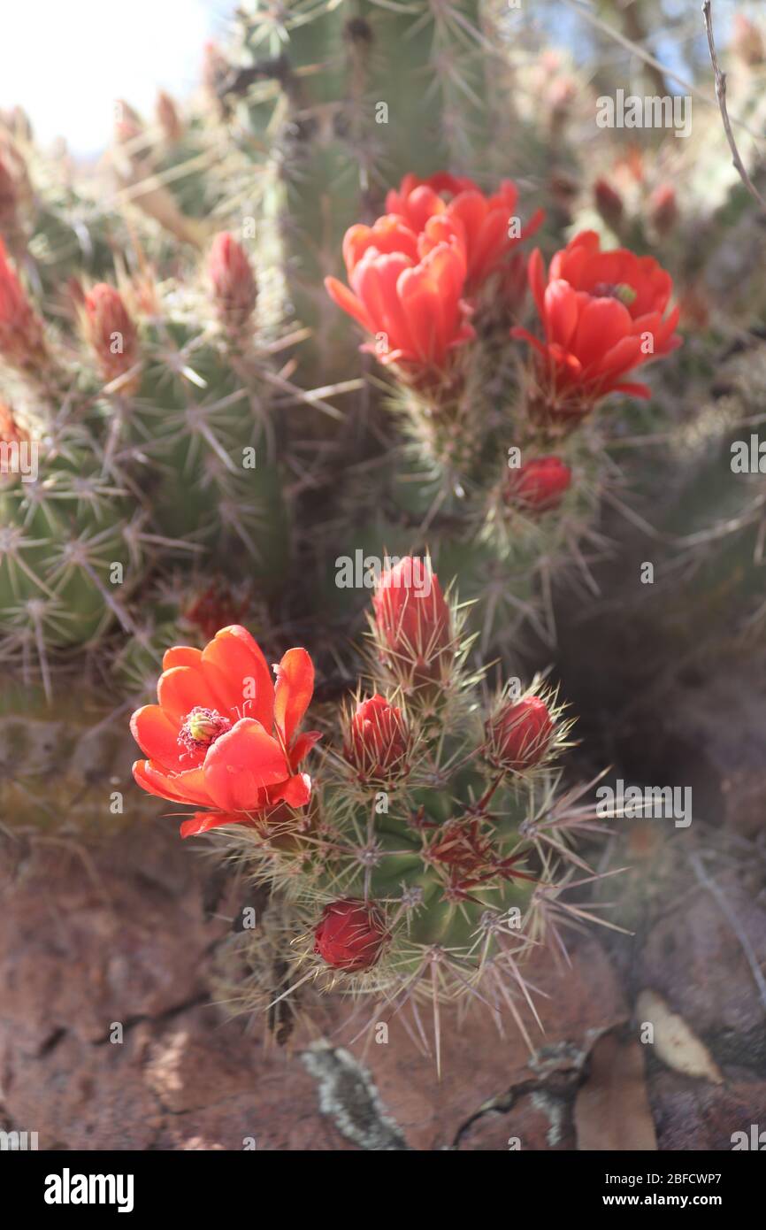 Scarlet hedgehog cactus hi-res stock photography and images - Alamy
