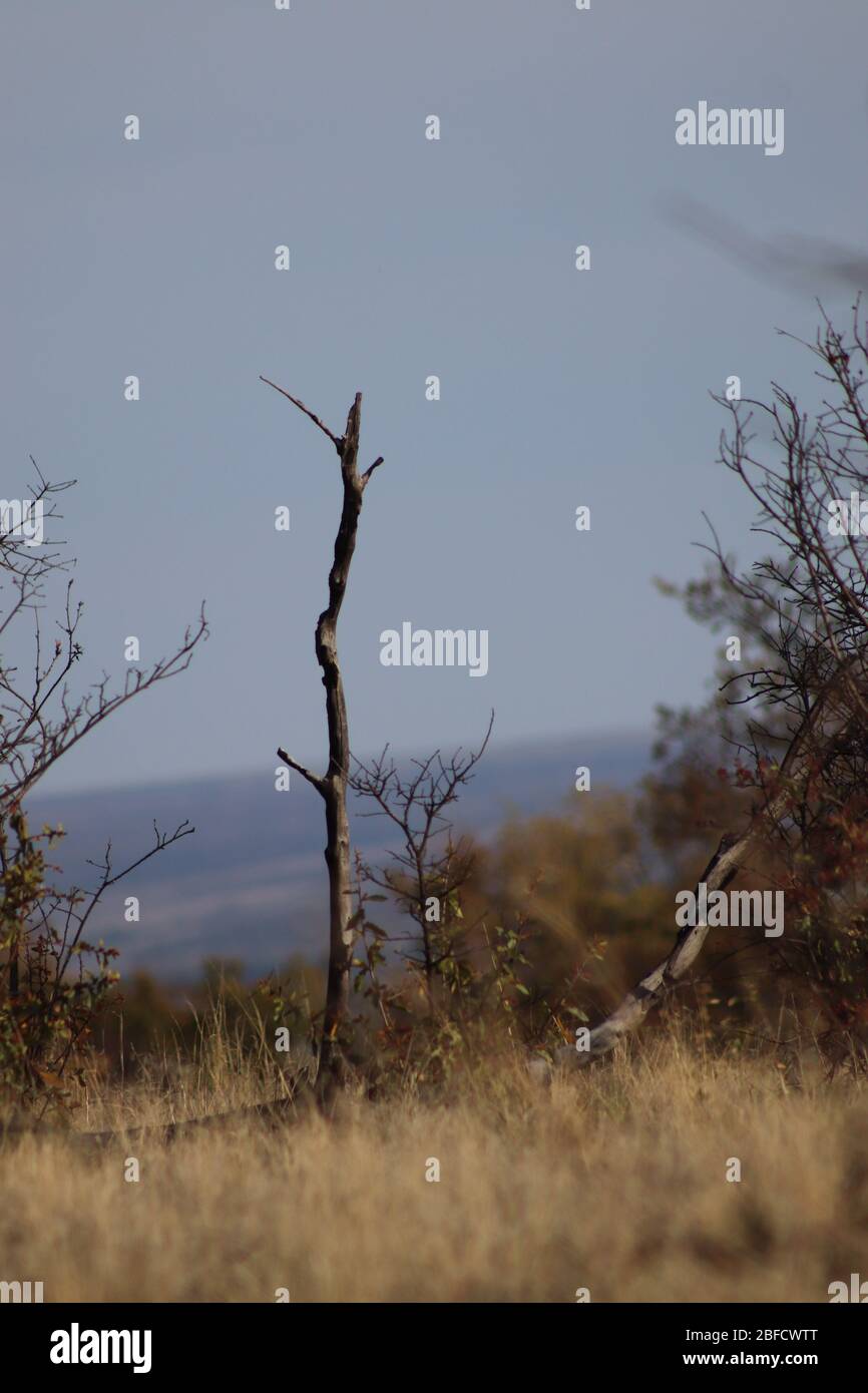 Border sentry hi-res stock photography and images - Alamy
