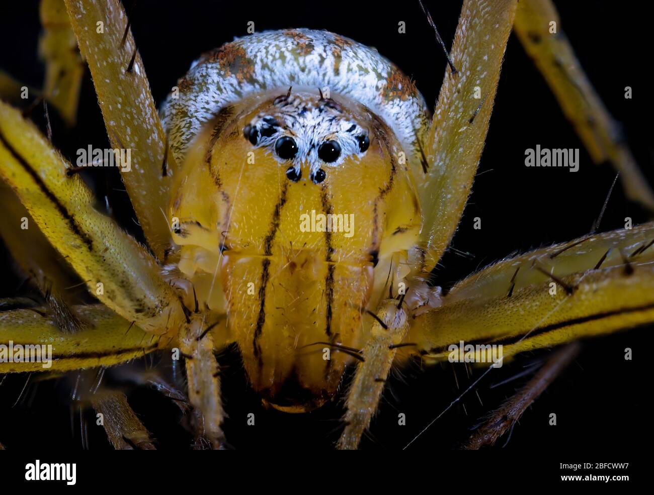 Macro close up of a very tiny spider, so small he's hard to see ...