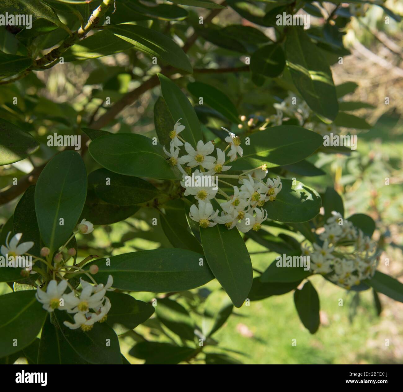 Andica hi-res stock photography and images - Alamy