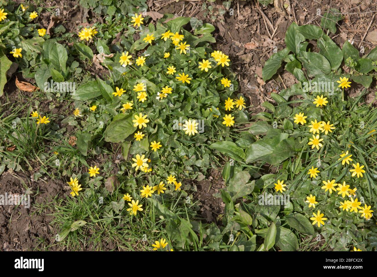 Nature verge spring flowers hi-res stock photography and images - Alamy