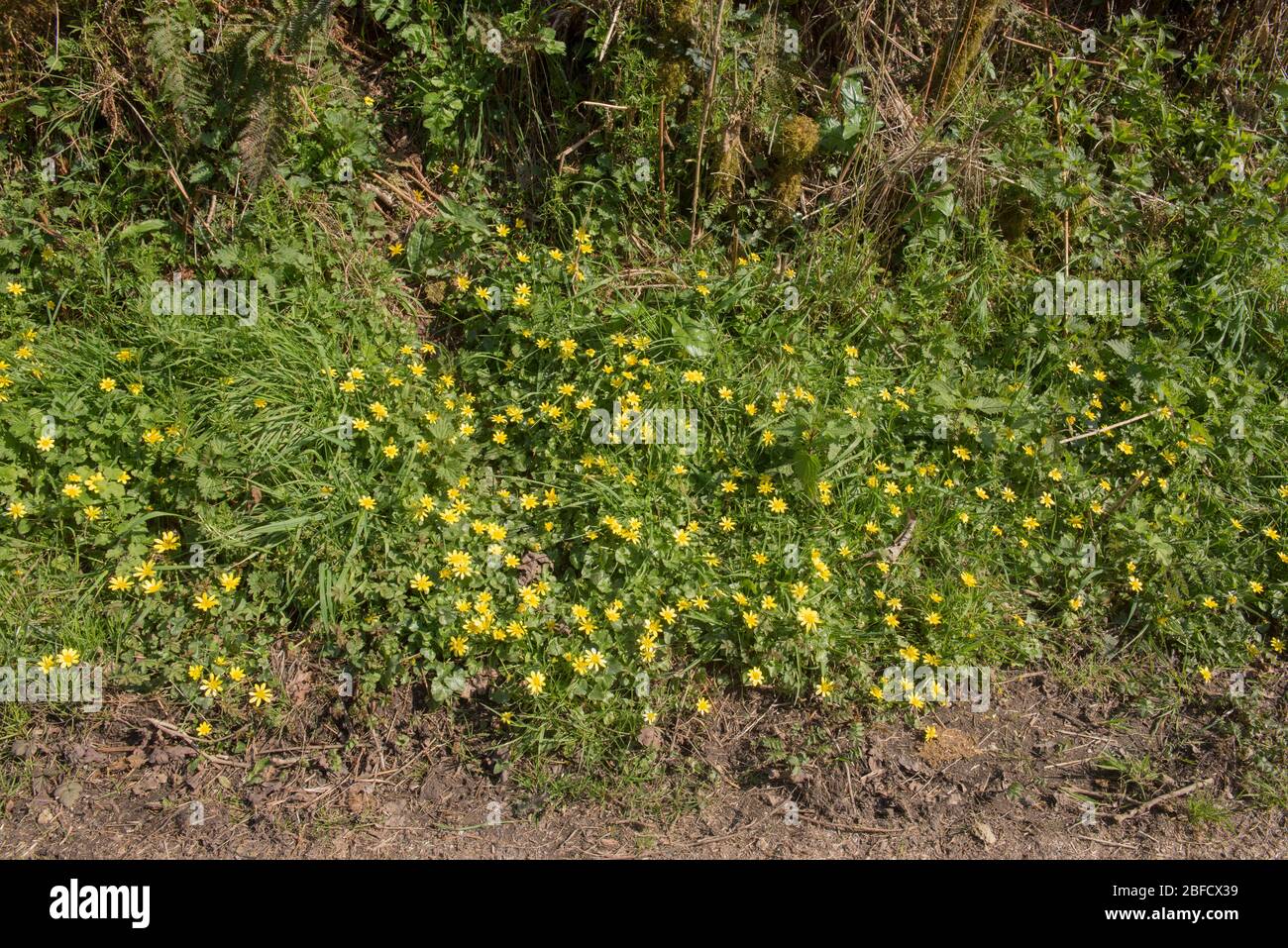 Nature verge spring flowers hi-res stock photography and images - Alamy