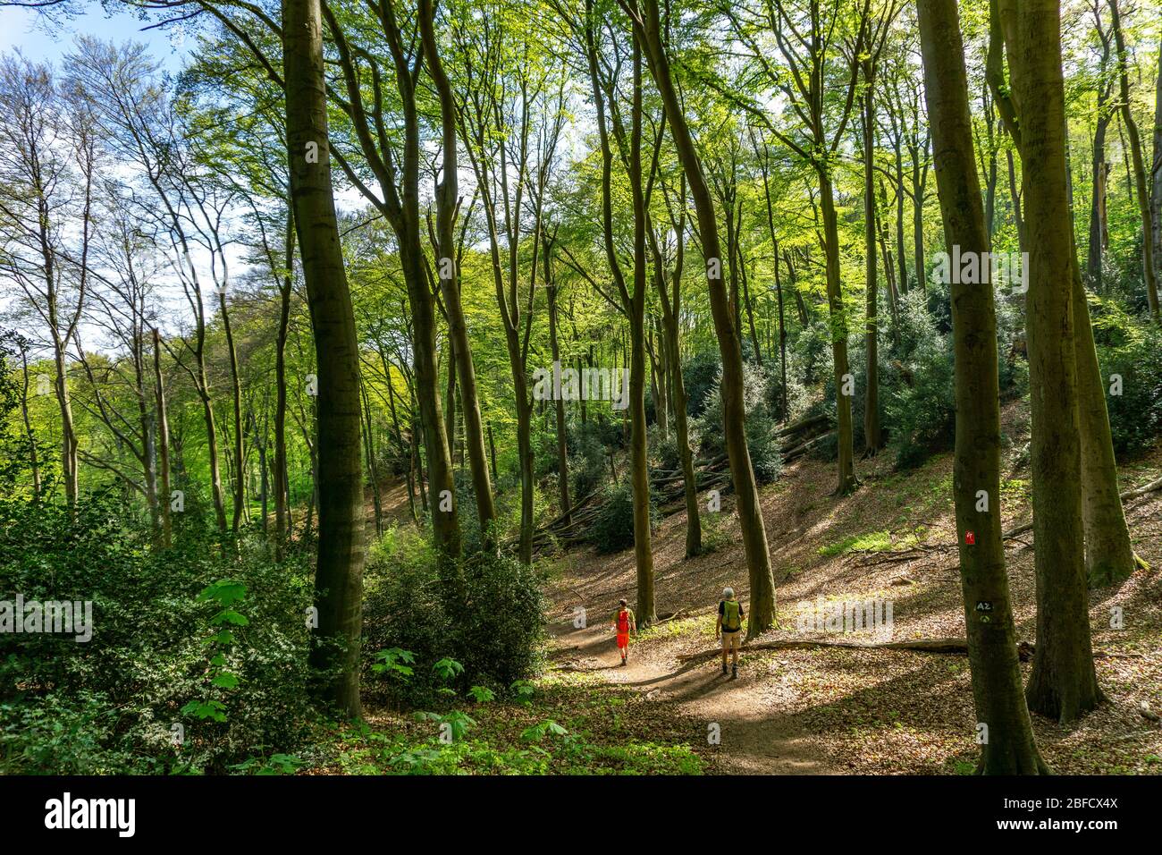 Hiking trail in the forest, east of the Ruhr, between Essen-Kettwig and ...