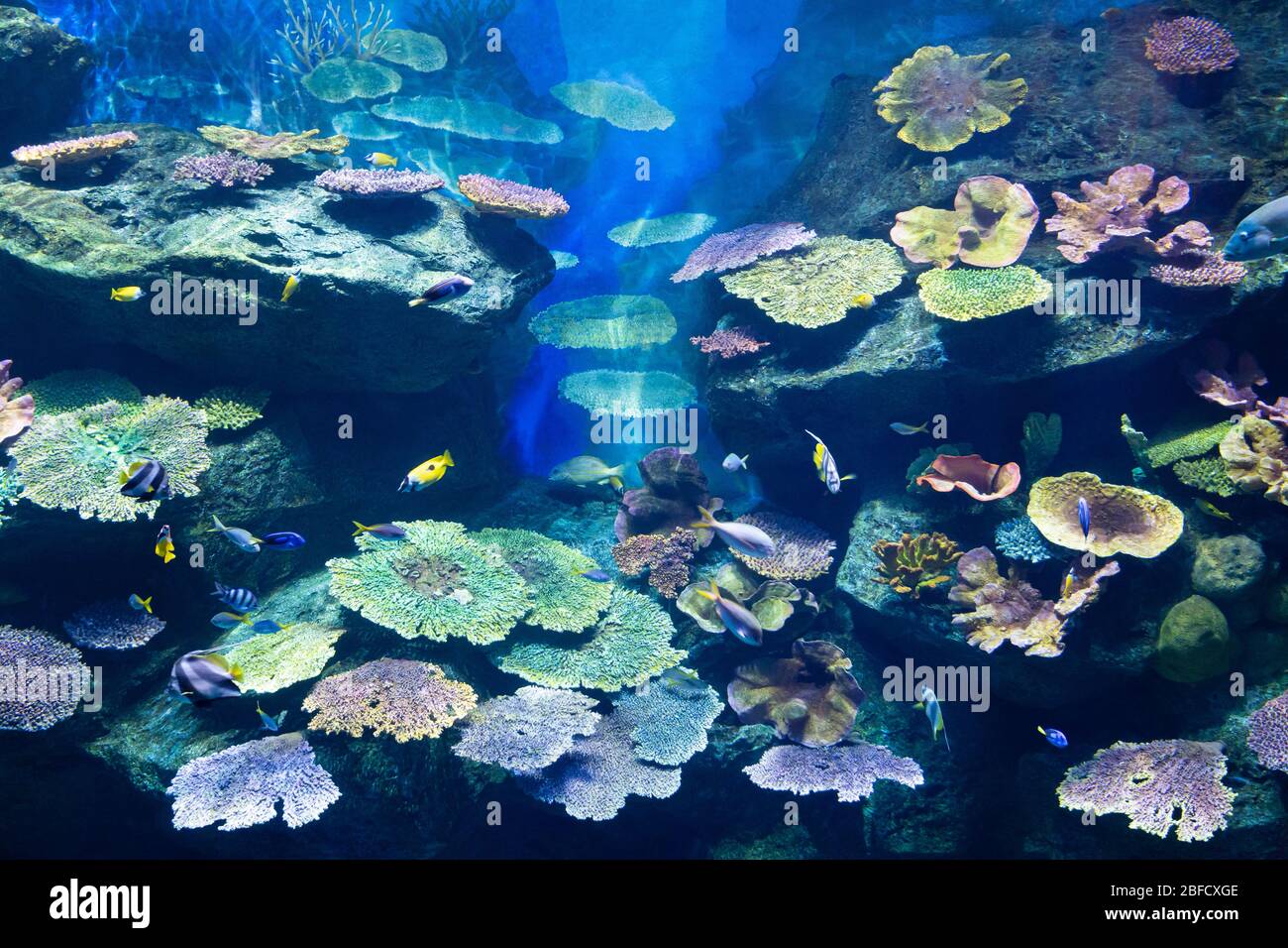 Beautiful Underwater Scene - Tropical Seabed With Reef And Sunshine ...