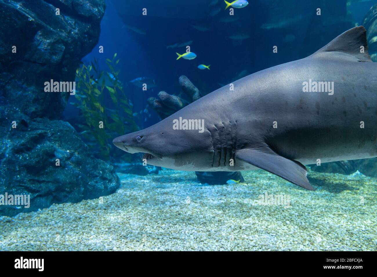 Bull shark teeth hi-res stock photography and images - Alamy