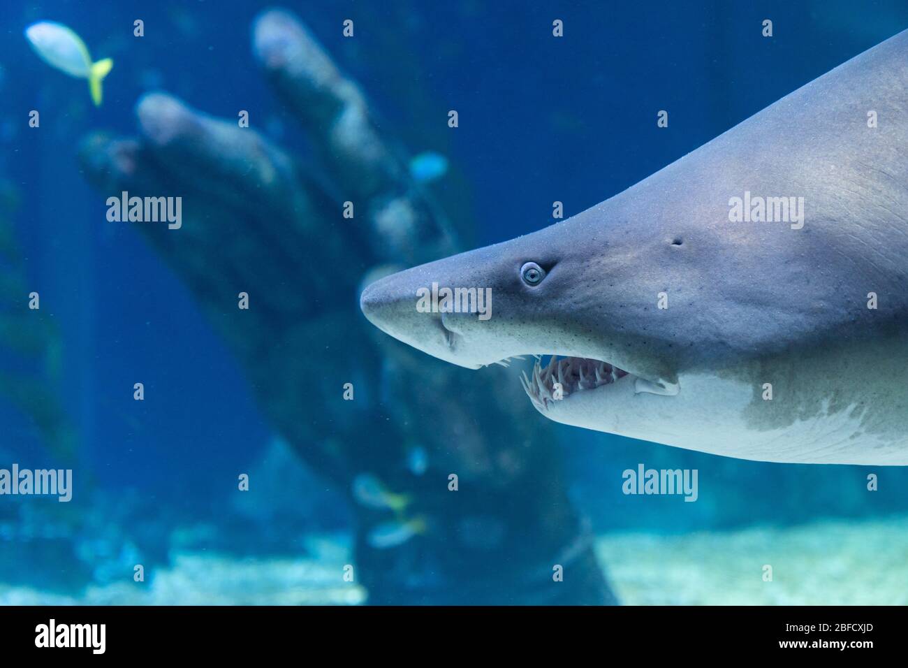 Shark head teeth in water hi-res stock photography and images - Alamy