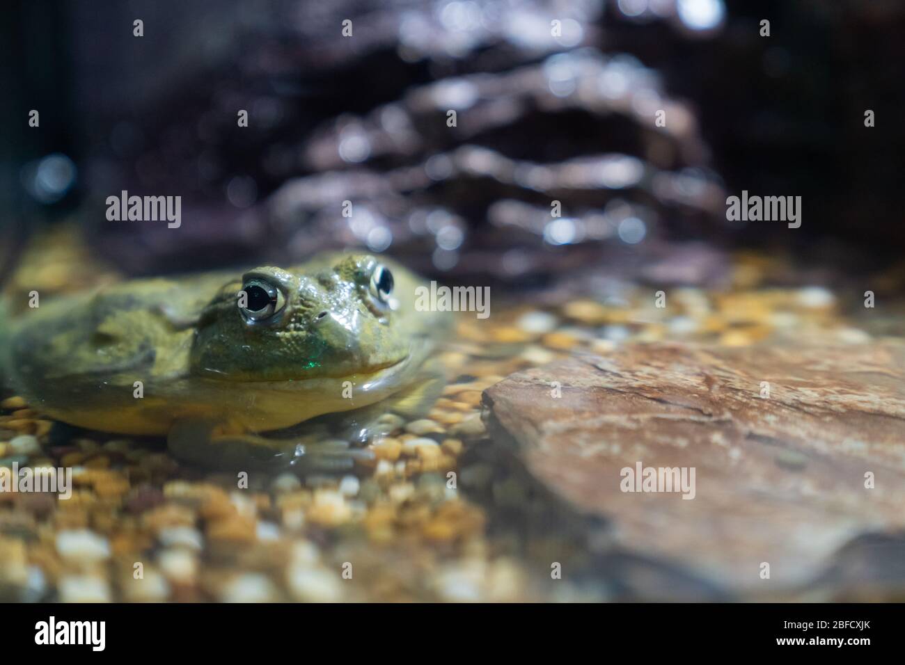 Poisonous rock frog hi-res stock photography and images - Alamy