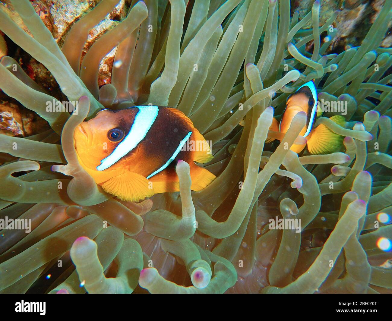 Pomacentridae fishes marine life nemo ocean sea life clown anemonefish ...