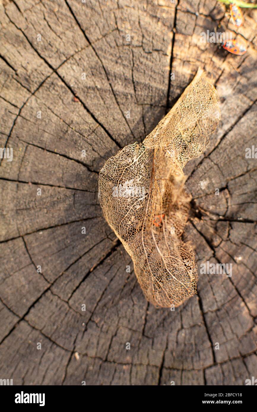 Dry skeletonized leaf on a stump Stock Photo - Alamy