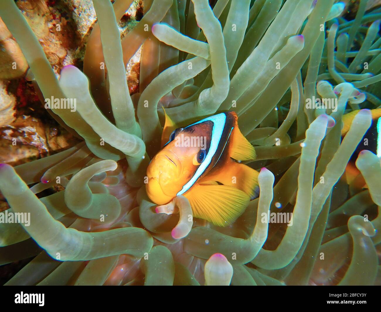 Underwater background clownfish sea fish hi-res stock photography and ...