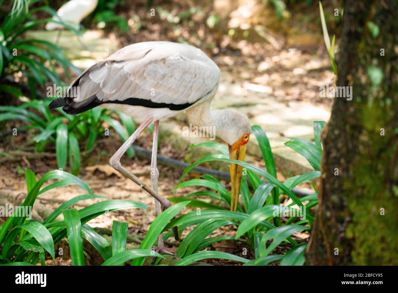 Milk stork walks in the park. Beauty of nature. Bird watching Stock ...
