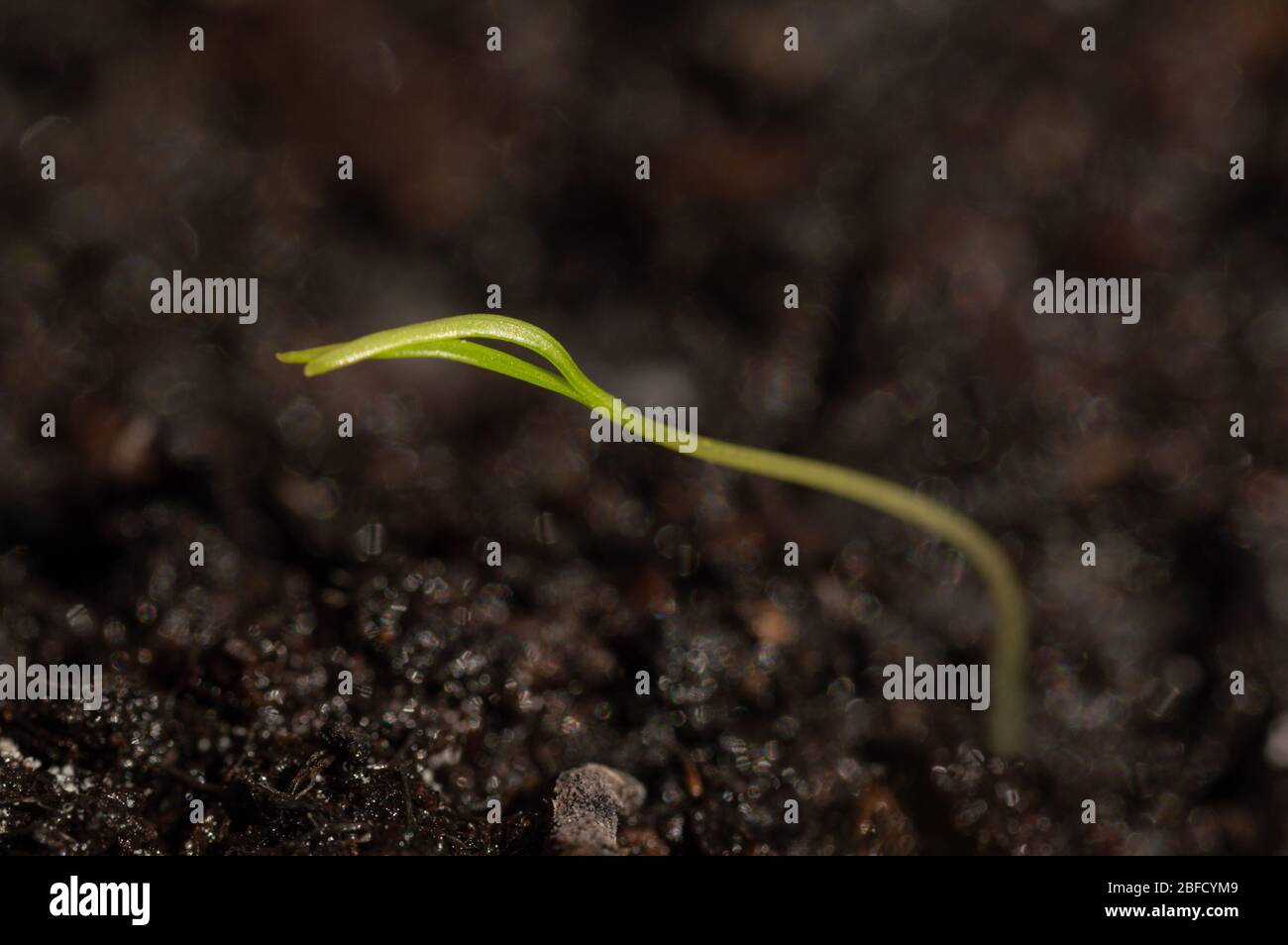 A carrot shoot appearing from the ground during early spring in a ...