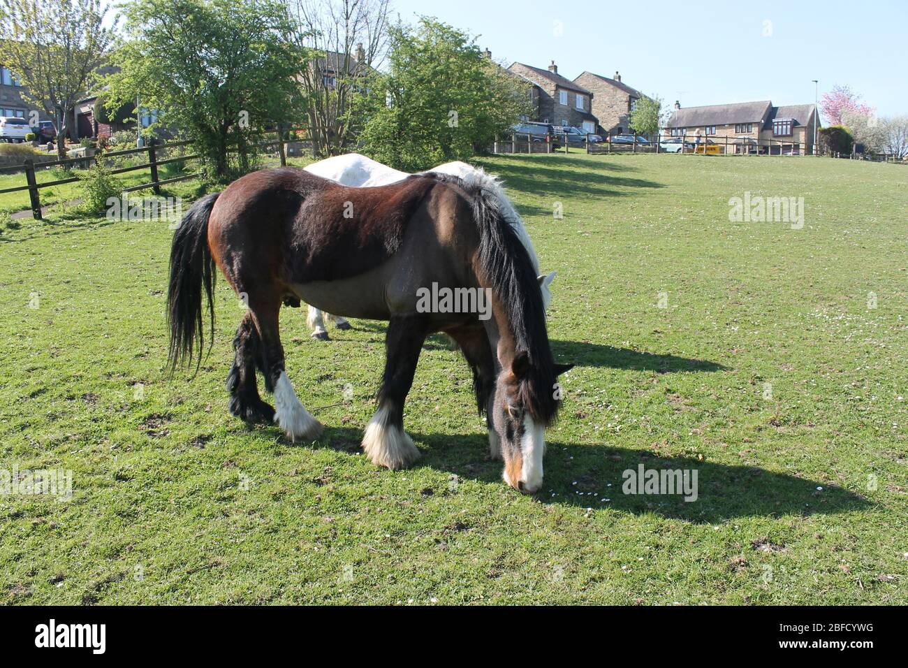 Animals In Fields garden of England Stock Photo - Alamy
