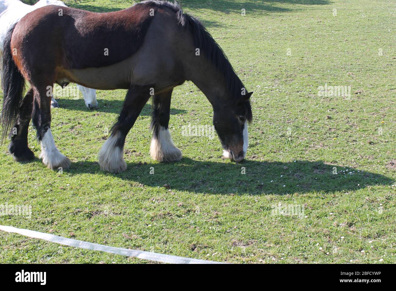 Animals In Fields garden of England Stock Photo - Alamy