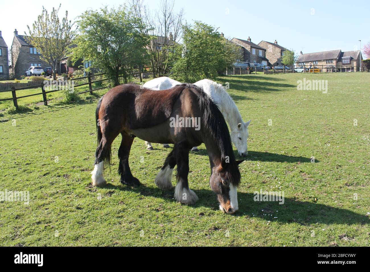 Animals In Fields garden of England Stock Photo - Alamy
