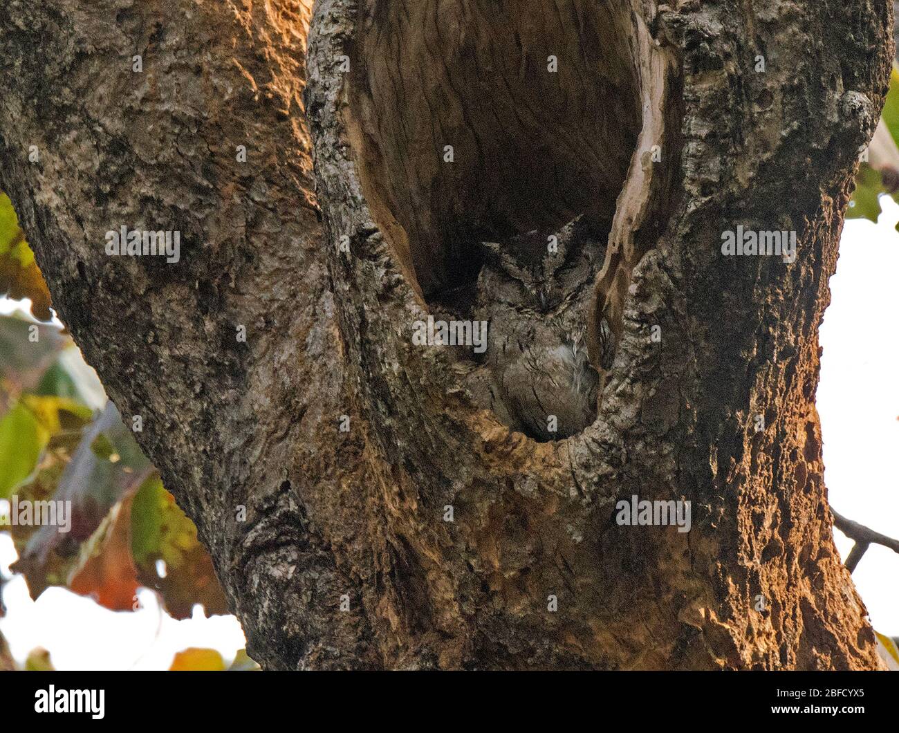Largest scops owl hi-res stock photography and images - Alamy
