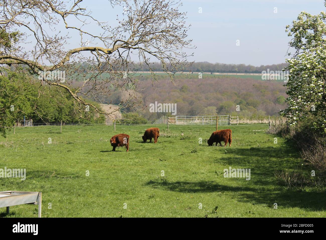 Animals In Fields garden of England Stock Photo - Alamy
