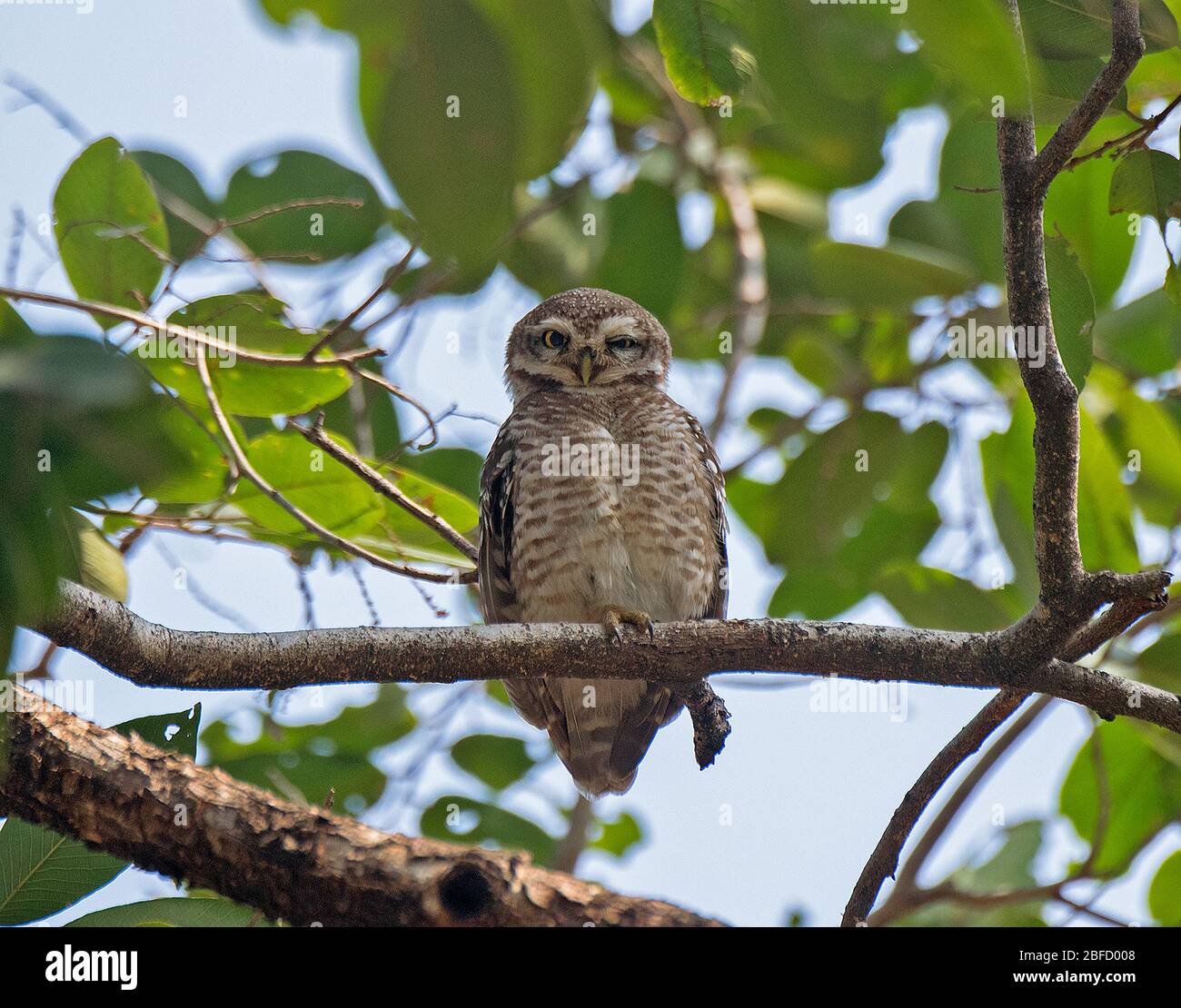 Little owlet hi-res stock photography and images - Alamy