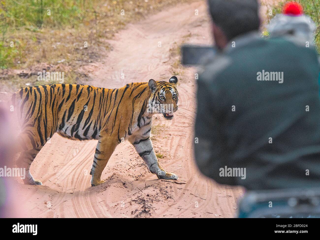 Tiger crossing the road hi-res stock photography and images - Alamy