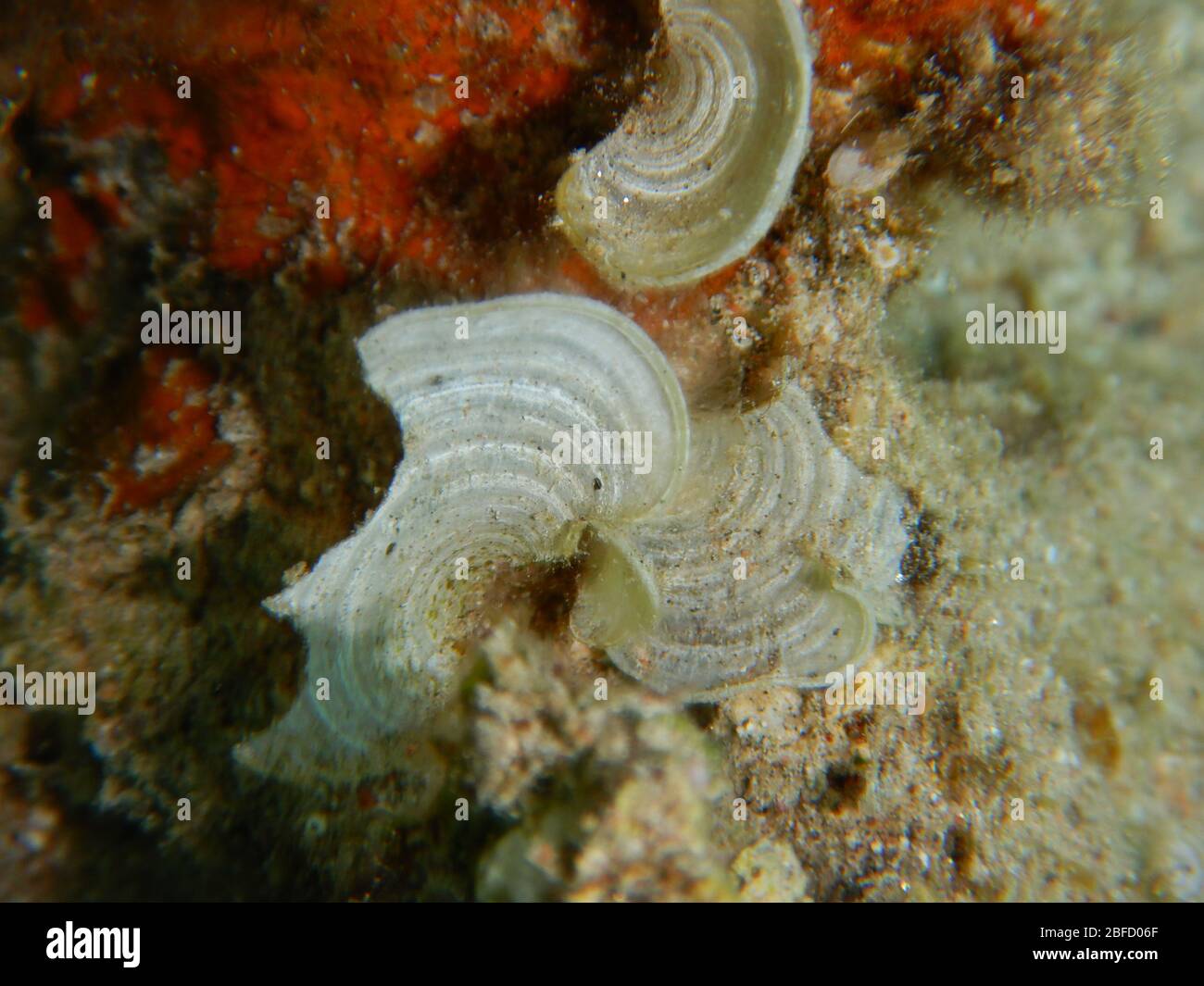 seaweeds, brown algae, macroalgae Stock Photo - Alamy
