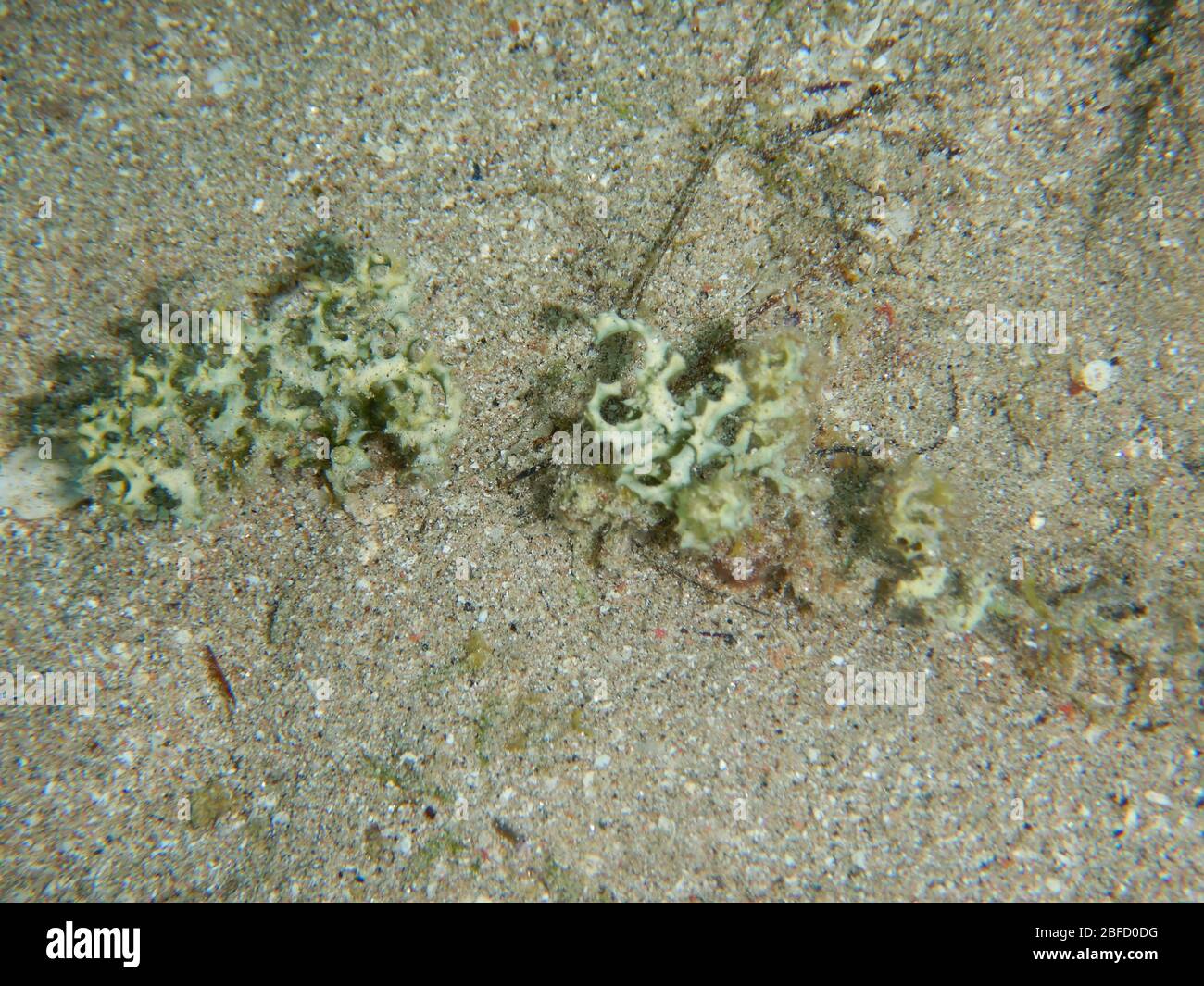 seaweeds, brown algae, macroalgae Stock Photo - Alamy