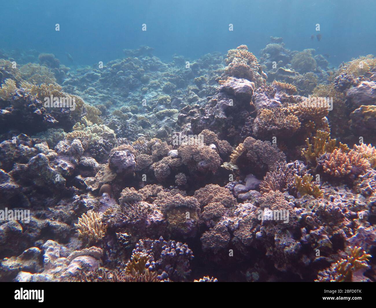 Coral Reef Ecosystem Stock Photo - Alamy